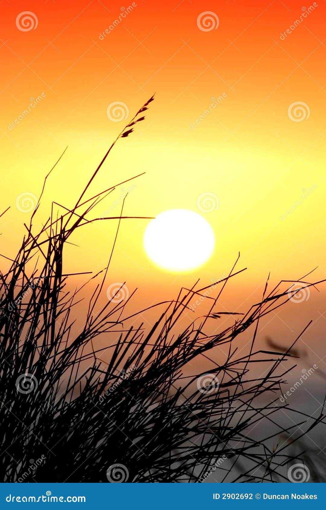 Sunset and Grass stock photo. Image of sunset, glowing - 2902692