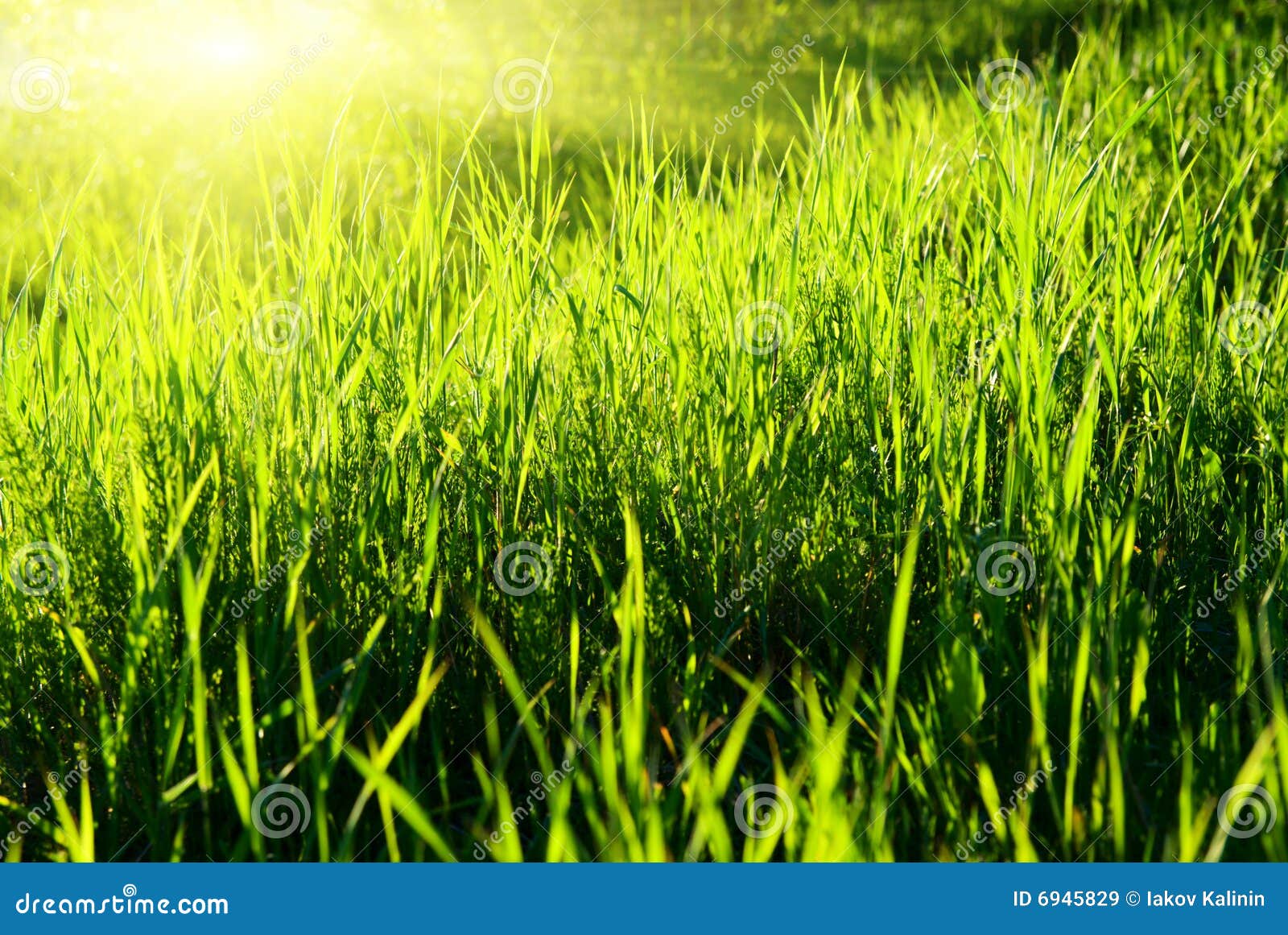 Sunset and grass stock image. Image of beautiful, hill - 6945829