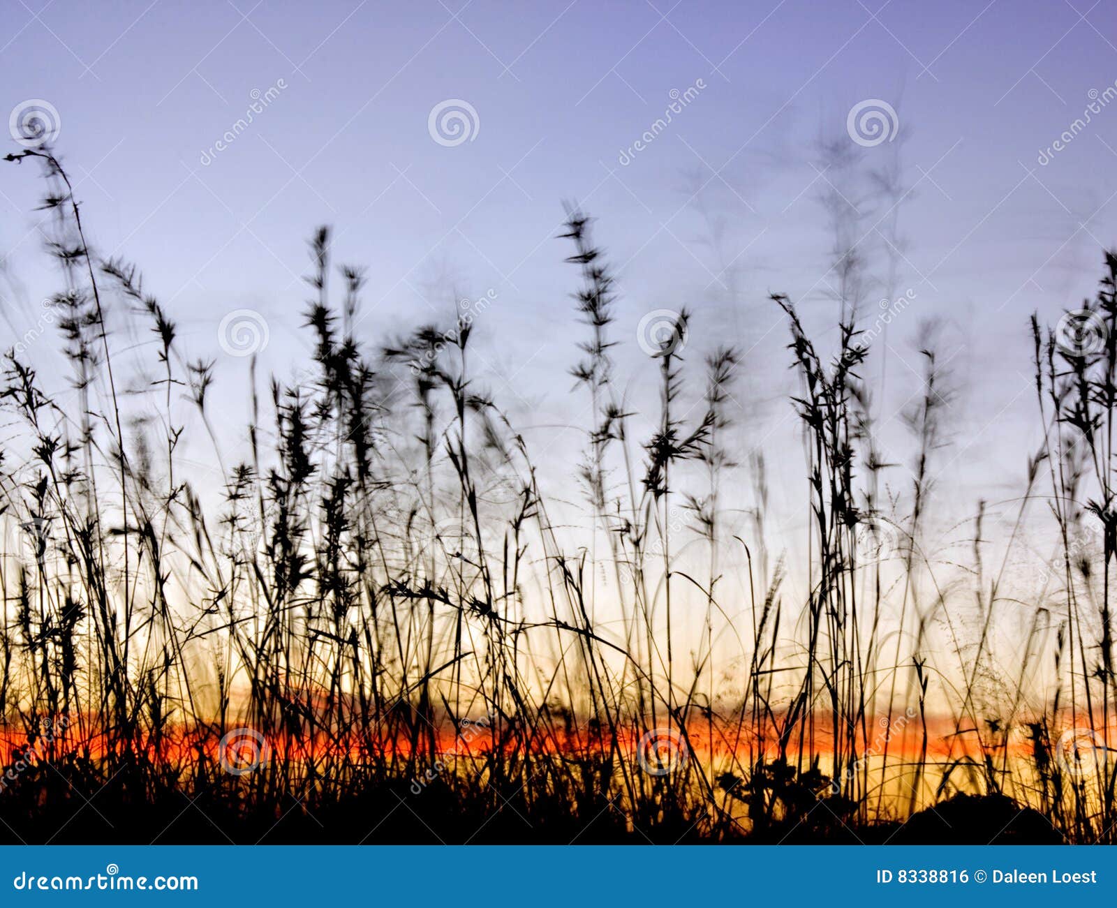 Sunset grass stock photo. Image of nature, dusk, natural - 8338816