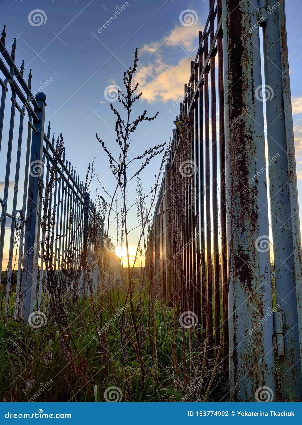 Sunset grass fence stock photo. Image of evening, sunset - 183774992