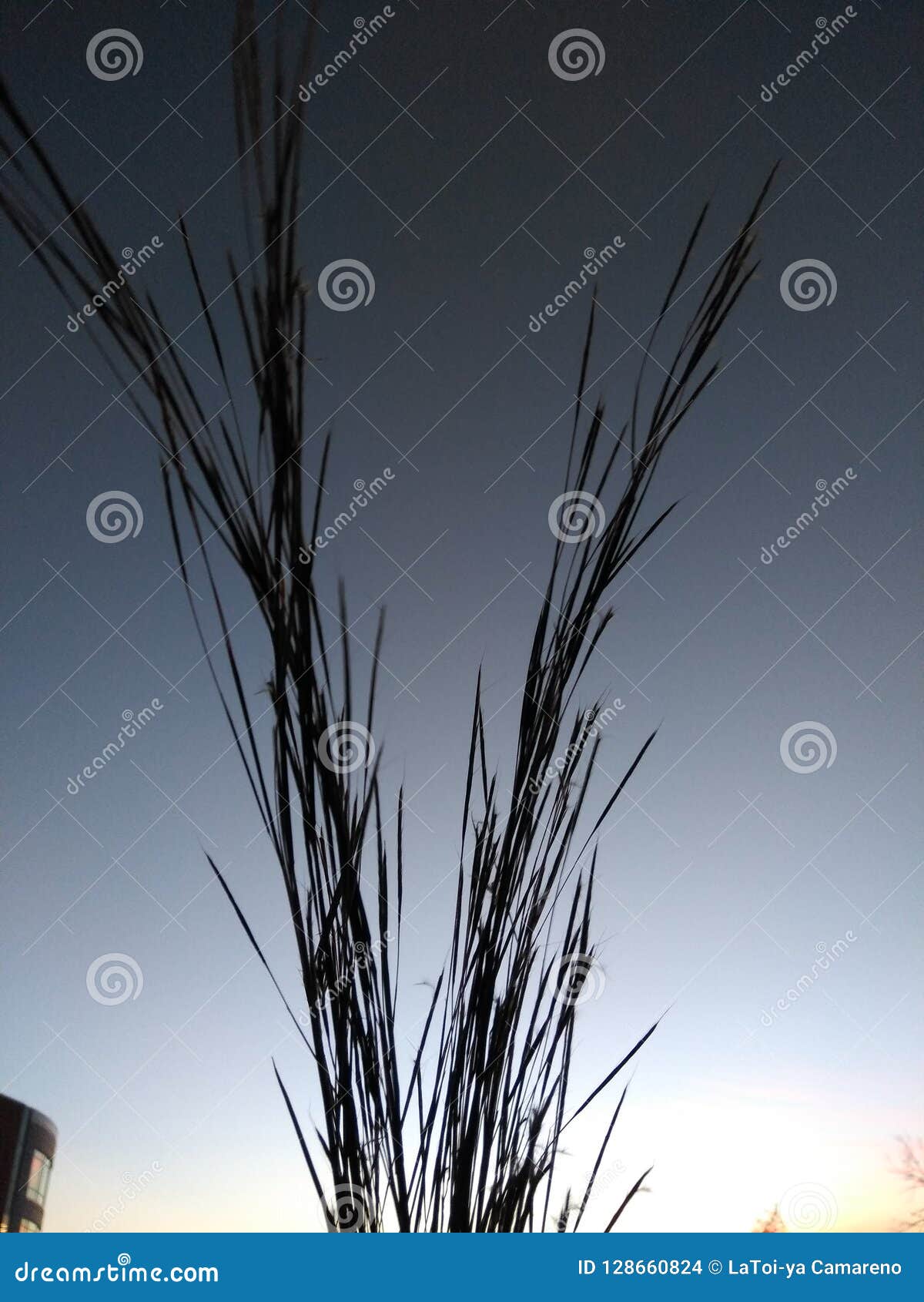 Grass night stock photo. Image of pretty, night, sunset - 128660824
