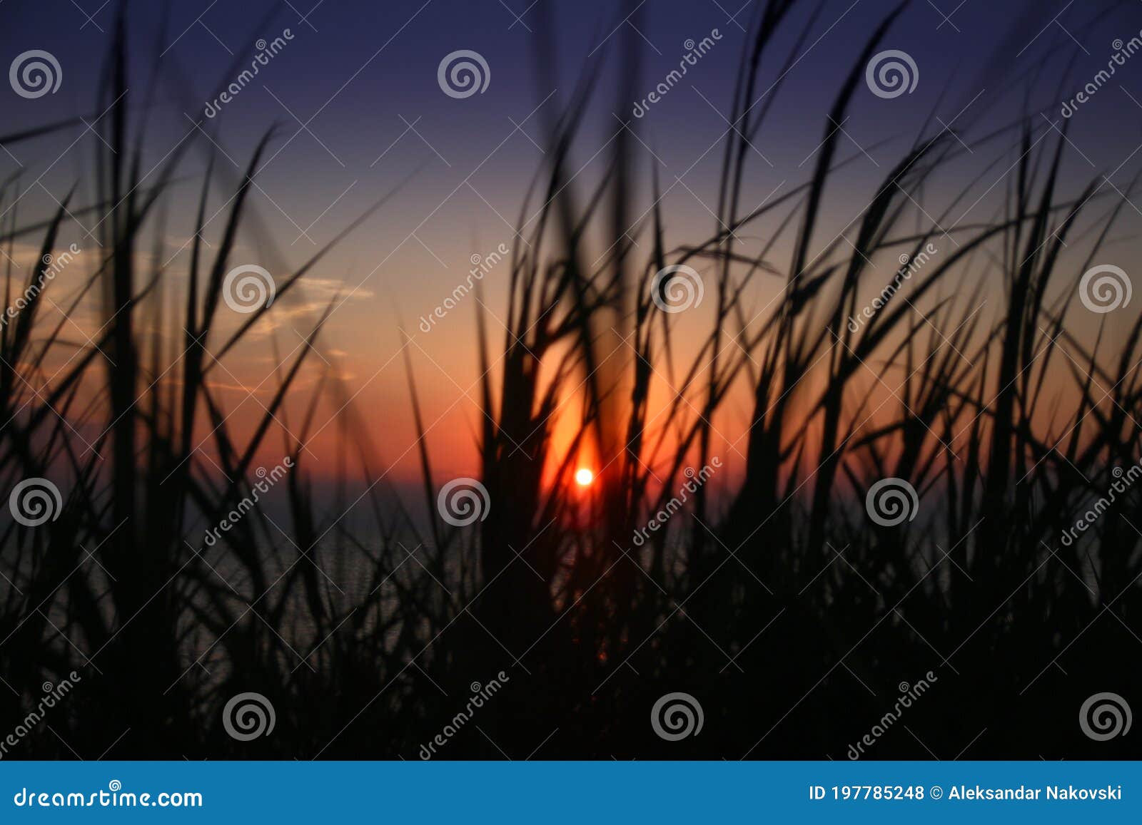 Sunset Grass Sea on the Beach Stock Photo - Image of beach, clouds ...