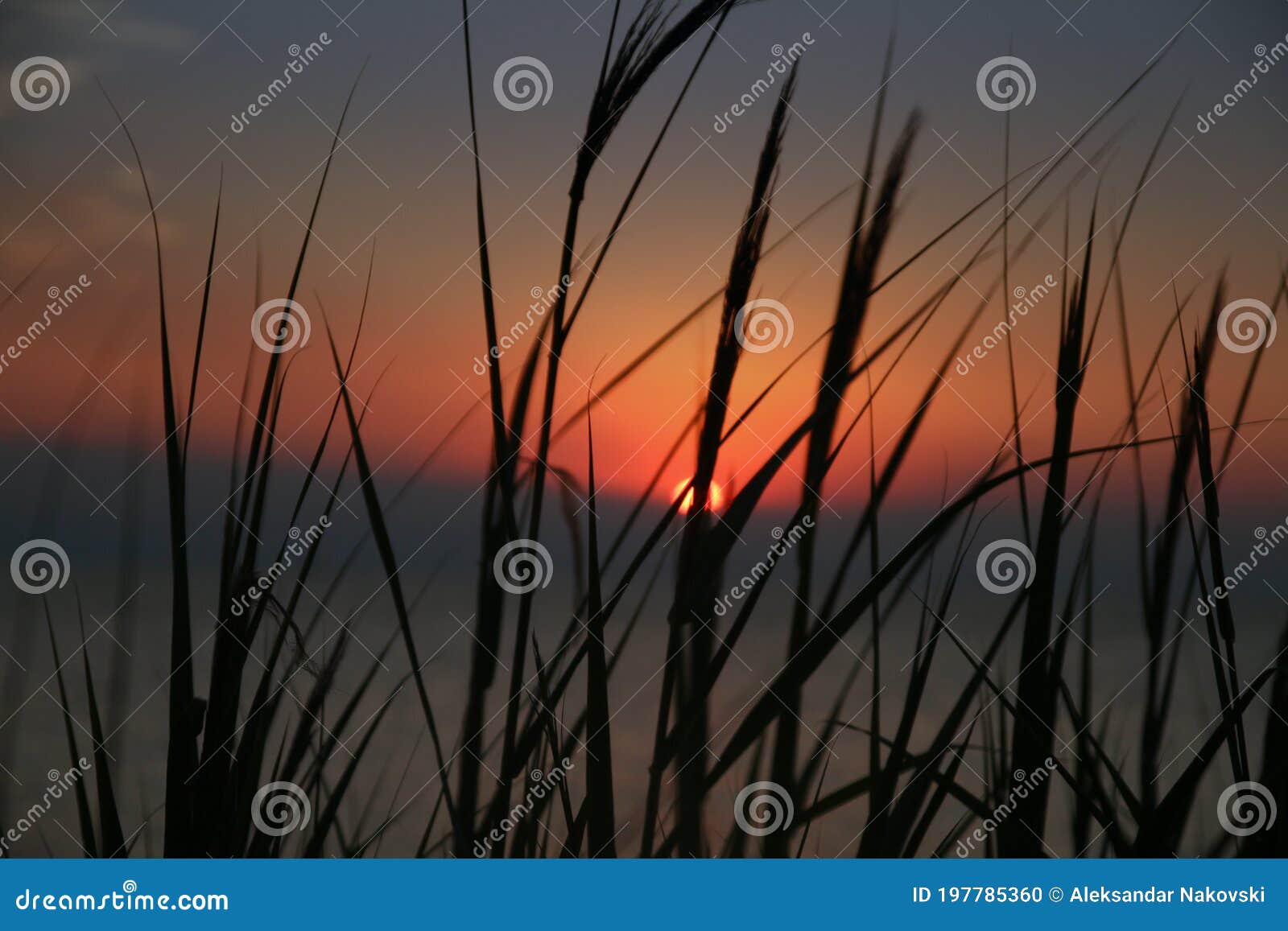 Sunset Grass Sea on the Beach Stock Photo - Image of holiday, purple ...