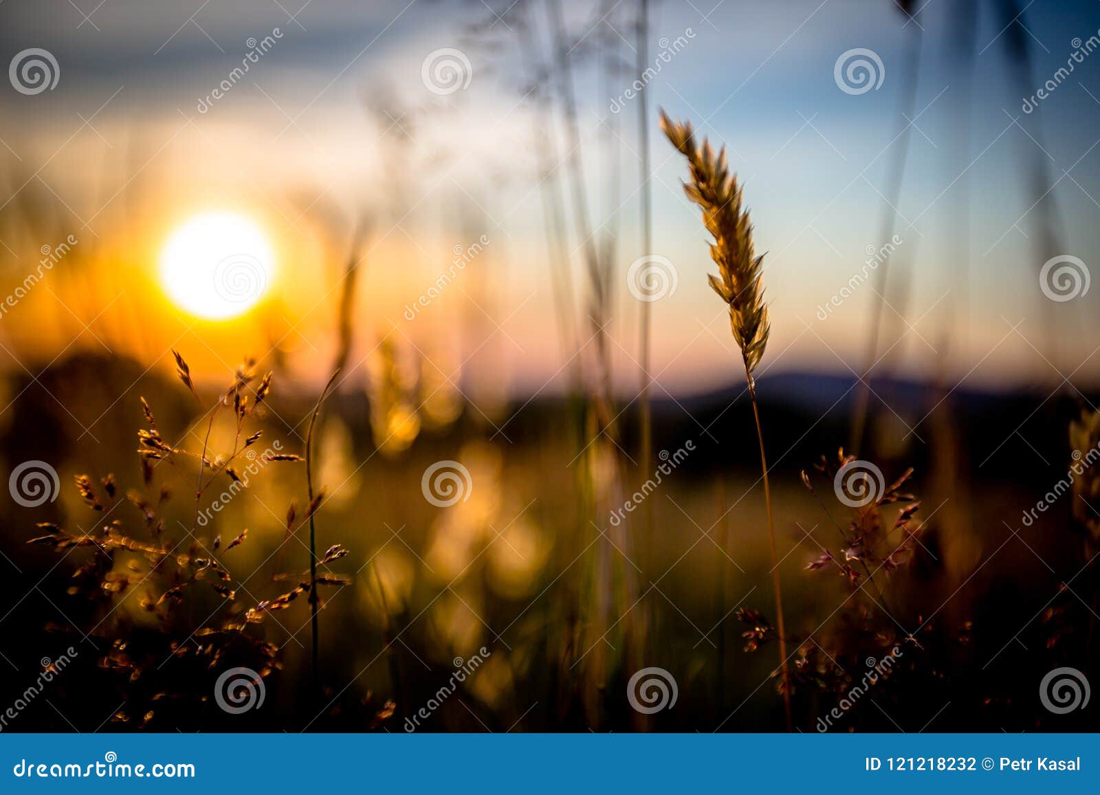 Sunset in the Grass stock photo. Image of sunny, dreamy - 121218232