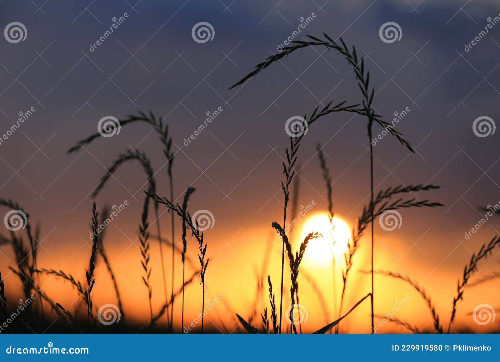 Sunset in grassland stock photo. Image of grass, beauty - 229919580