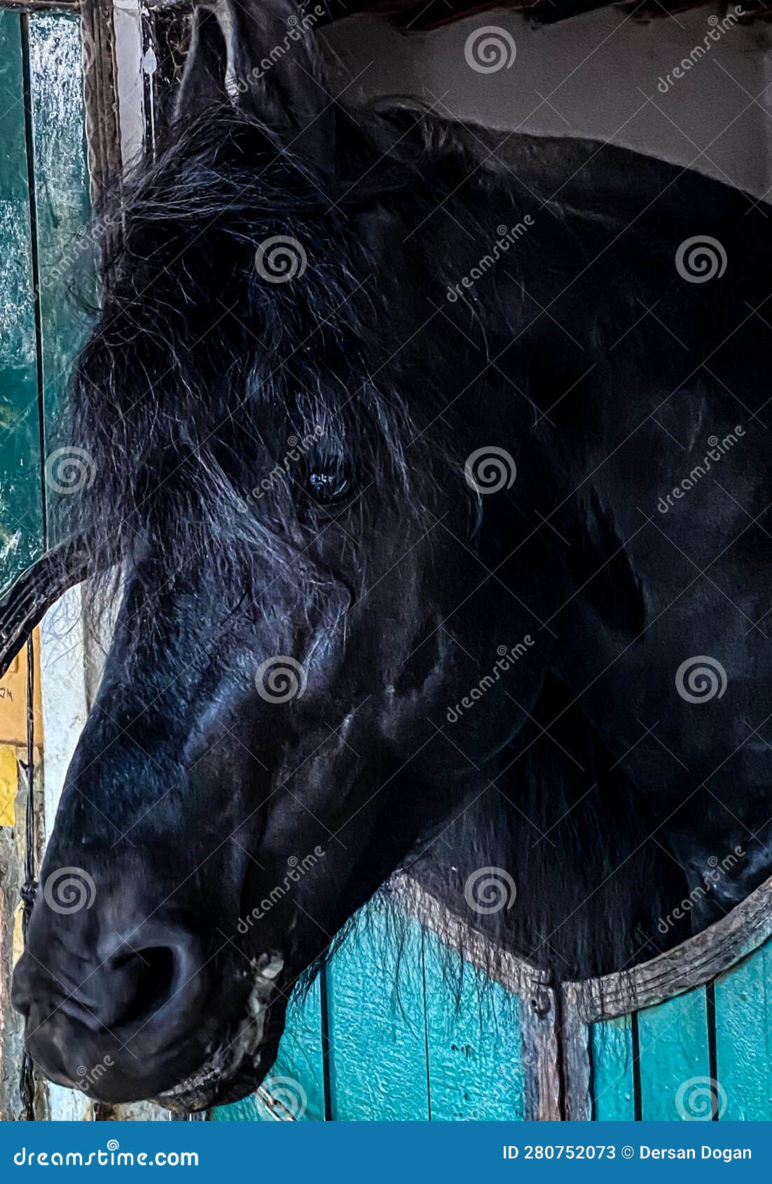 Vlac Horse Stock Photos - Free & Royalty-Free Stock Photos from Dreamstime