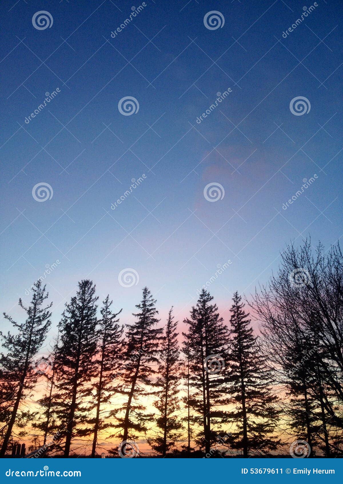 Sunset in the Grove stock image. Image of grove, trees - 53679611