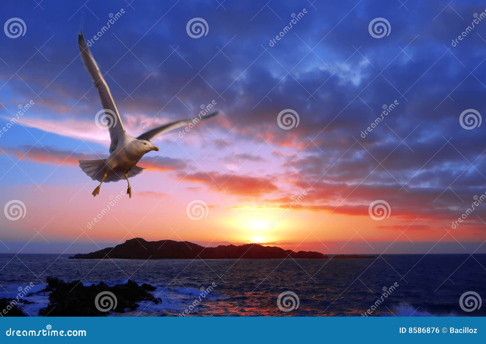 Sunset with gull stock photo. Image of heaven, hover, atmosphere - 8586876