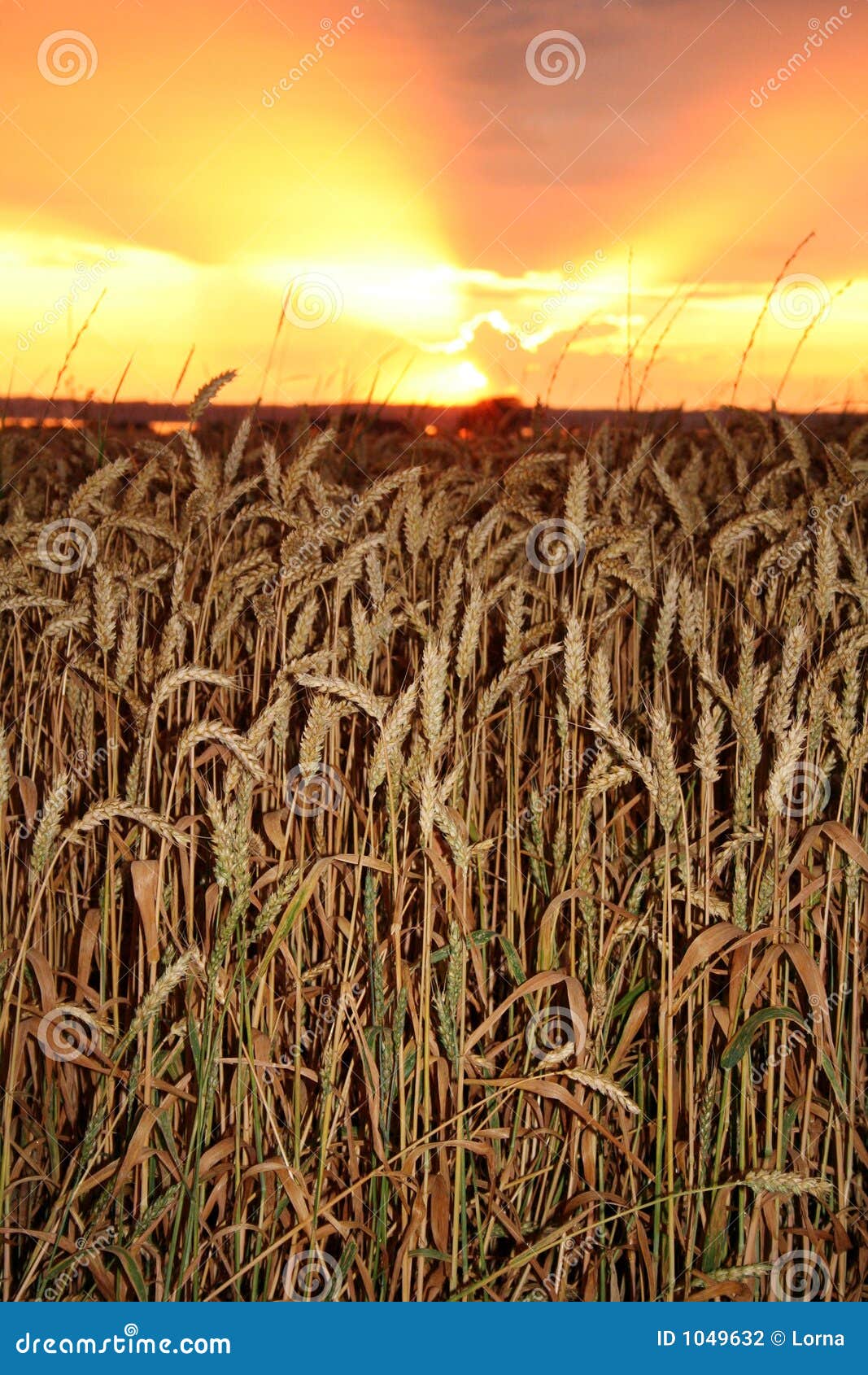 Sunset harvest stock photo. Image of autumn, corn, agronomic - 1049632
