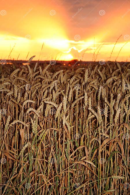 Sunset harvest stock photo. Image of autumn, corn, agronomic - 1049632