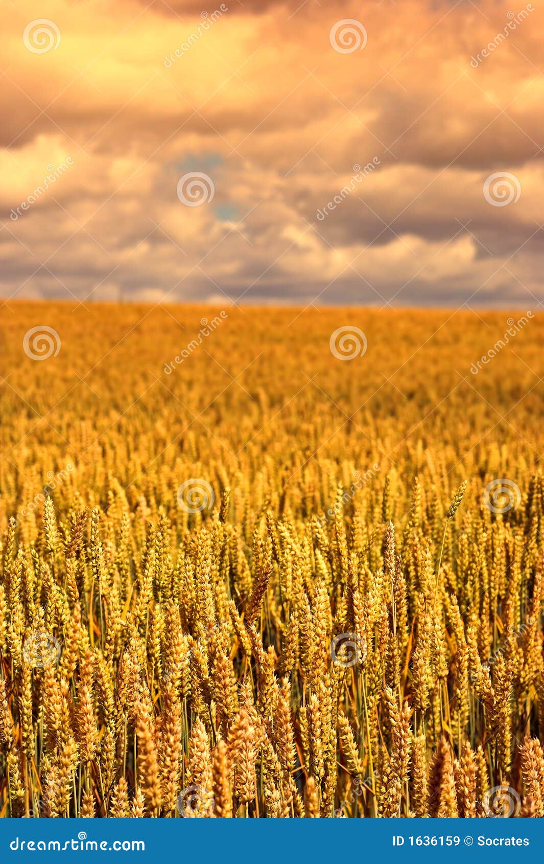 Sunset at harvest stock image. Image of crop, ripe, ripened - 1636159