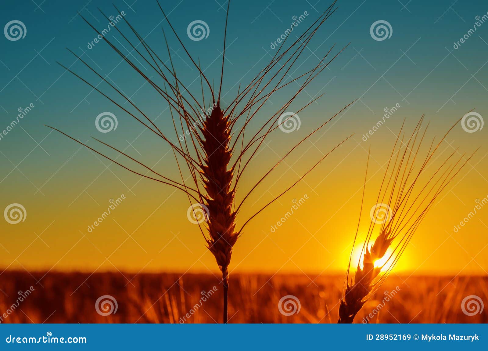 Sunset and harvest field stock image. Image of agriculture - 28952169
