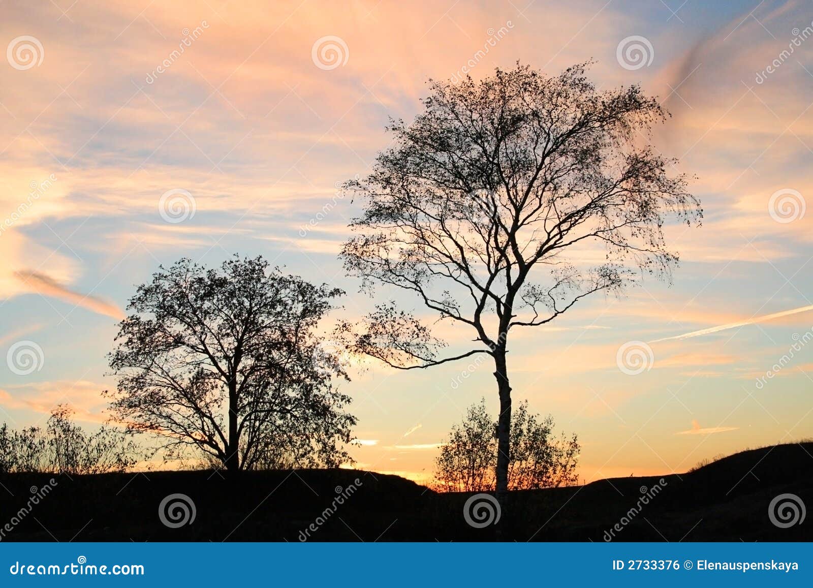 Sunset in Helsinki stock photo. Image of black, twigs - 2733376