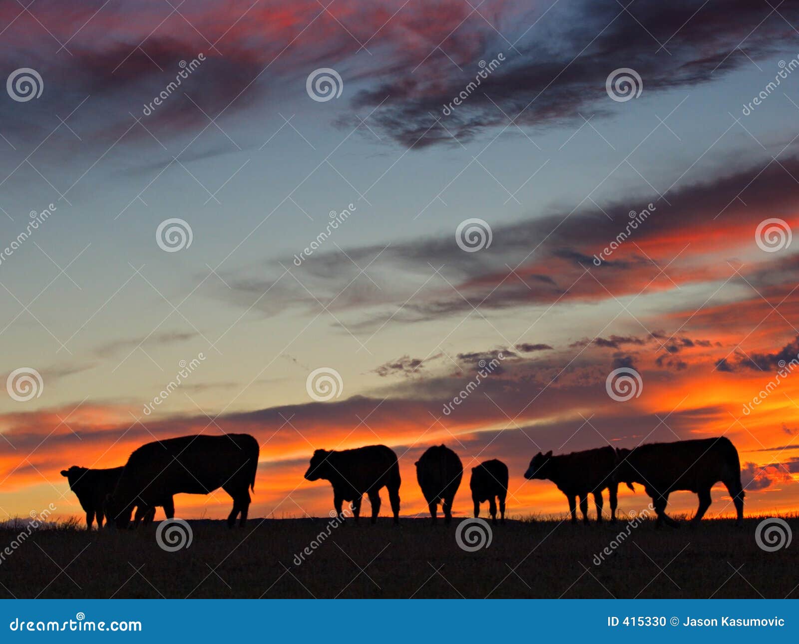 14,246 Cattle Sunset Stock Photos - Free & Royalty-Free Stock Photos ...