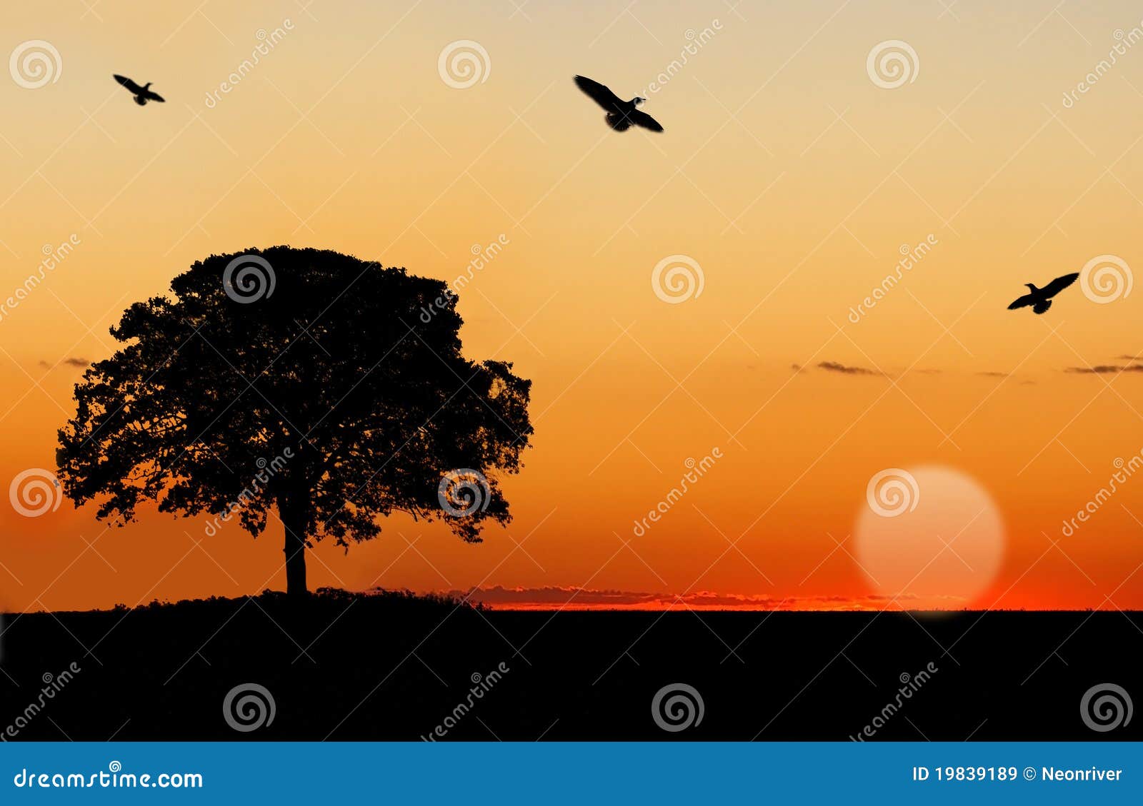 Sunset Horizon stock image. Image of horizon, tree, isolated - 19839189