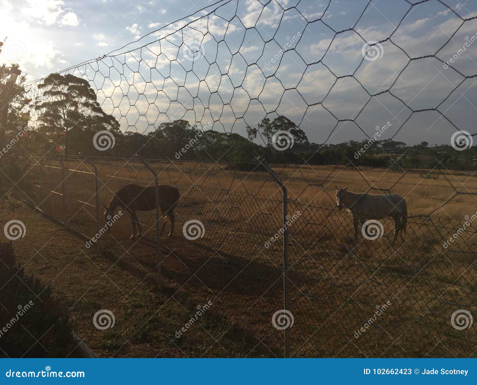 Sunset horses stock image. Image of paddock, sunset - 102662423