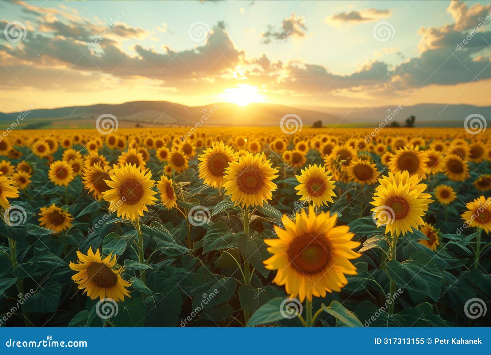 Sunset Illuminating Vast Fields of Sunflowers Facing the Setting Sun ...