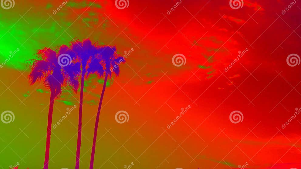 Sunset stock image. Image of sunset, infrared, palm, tree - 73653369