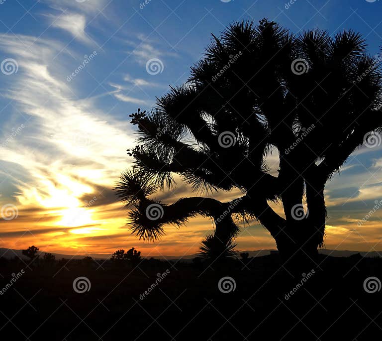 Sunset with Joshua Tree Silhouette Stock Image - Image of tree, blue ...