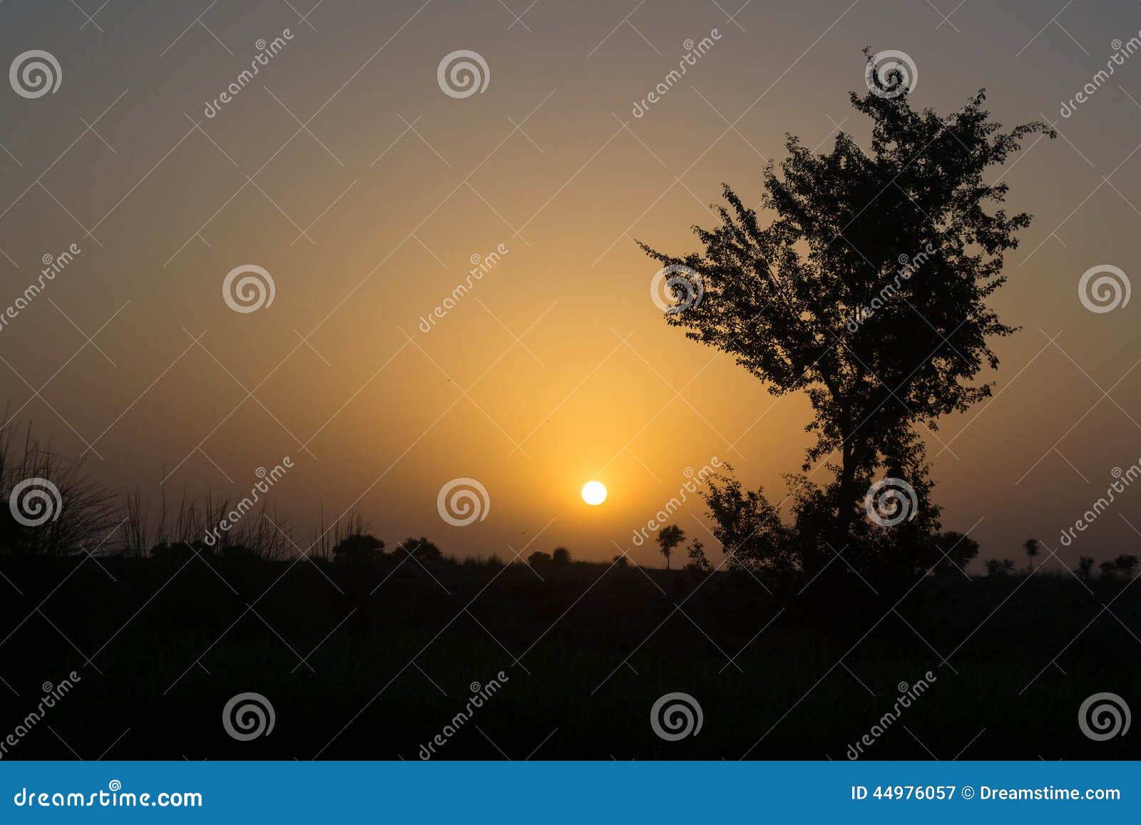 SunSet in a jungle editorial photography. Image of scene - 44976057