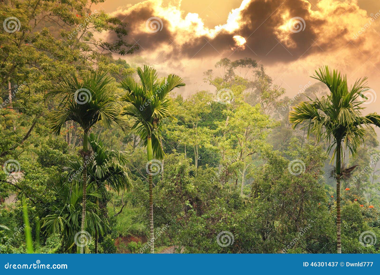 Sunset in jungle stock image. Image of paradise, cloudy - 46301437