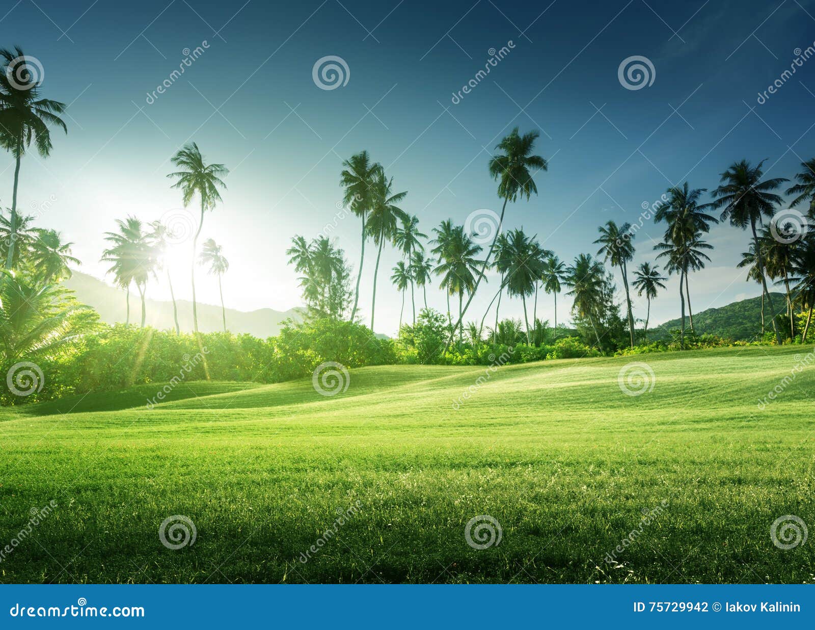 Sunset in jungle and grass stock photo. Image of foliage - 75729942