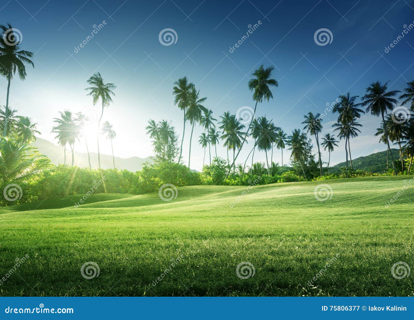 Sunset in jungle and grass stock image. Image of coconut - 75806377