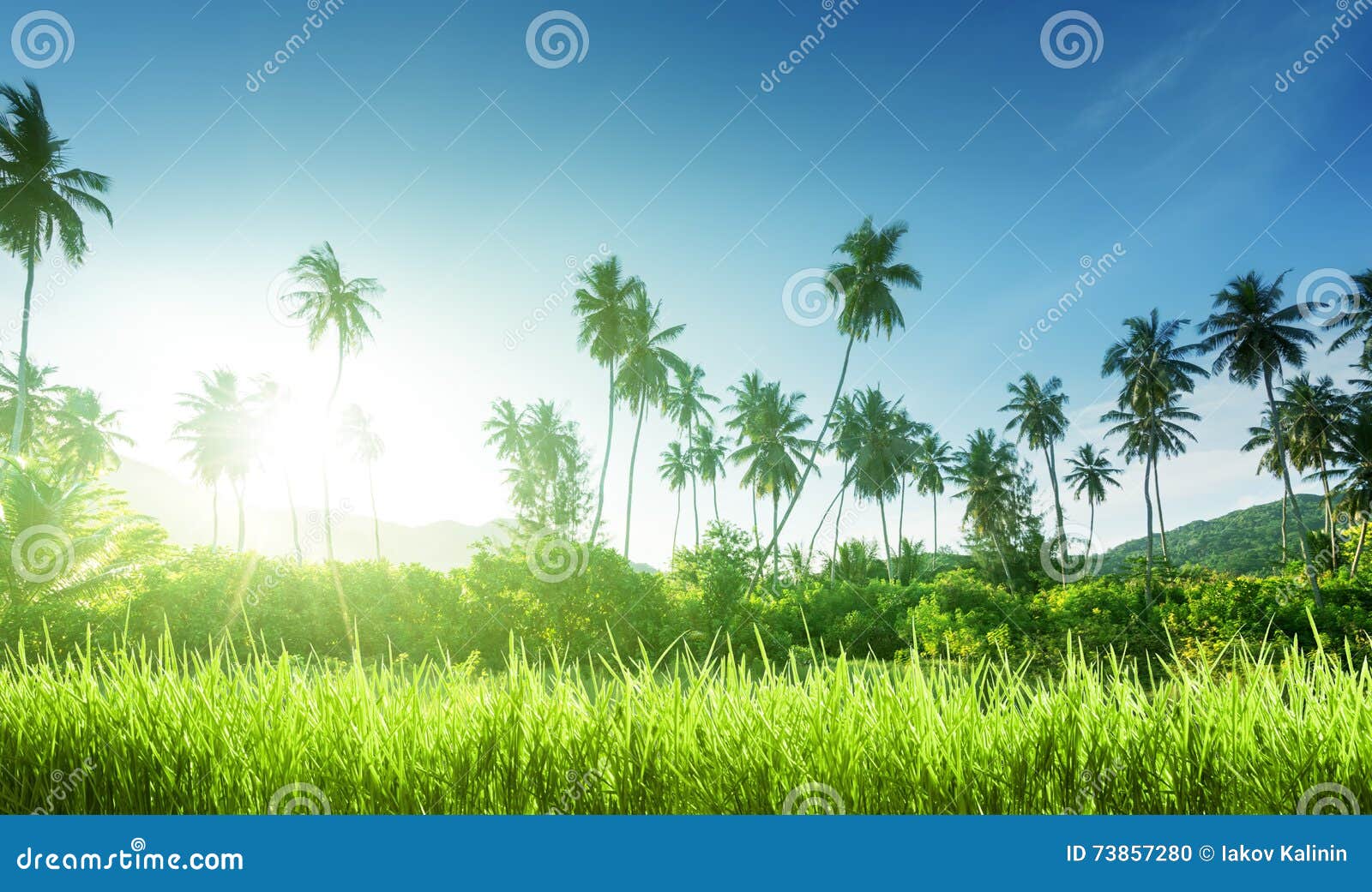 Sunset in jungle and grass stock photo. Image of light - 73857280