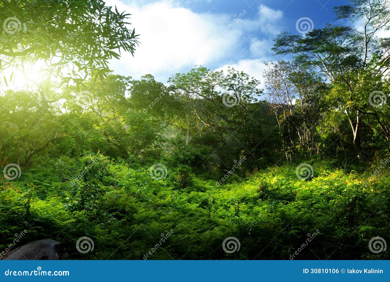 Sunset in jungle stock photo. Image of beauty, grass - 30810106