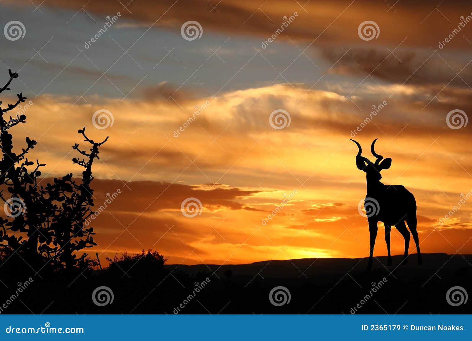 Kudu Royalty-Free Stock Photo | CartoonDealer.com #1833507
