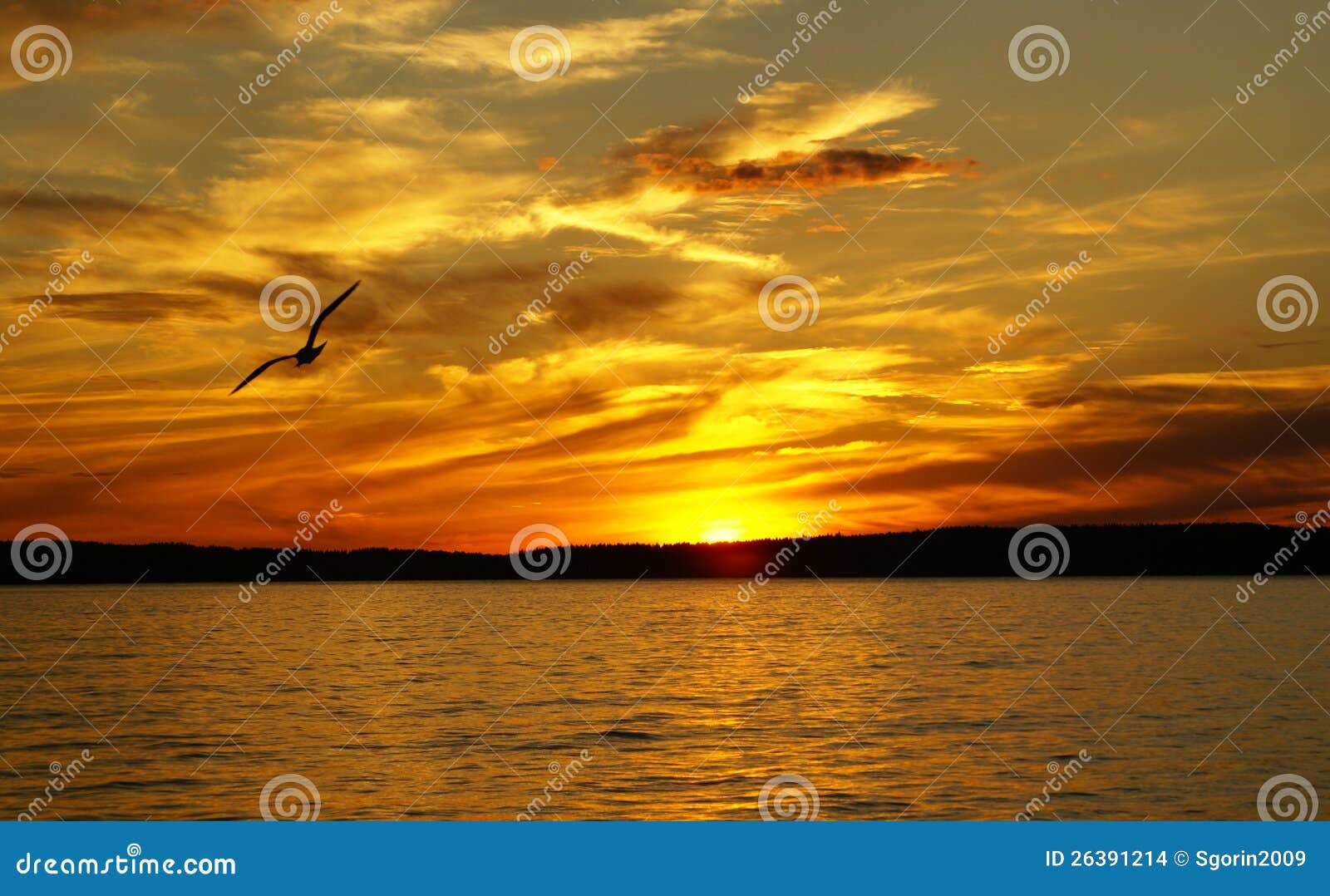 Sunset on a Lake and the Silhouette of Gull Stock Photo - Image of ...
