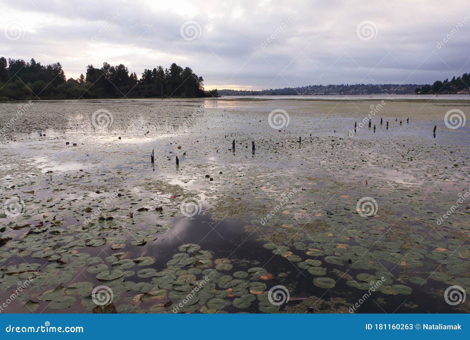 Sunset on the Lake Washington, Seattle, USA Stock Image - Image of ...