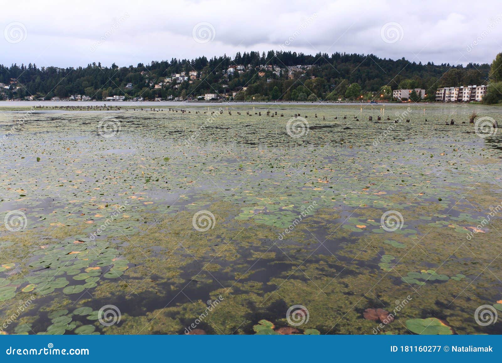 Sunset on the Lake Washington, Seattle, USA Stock Image - Image of ...