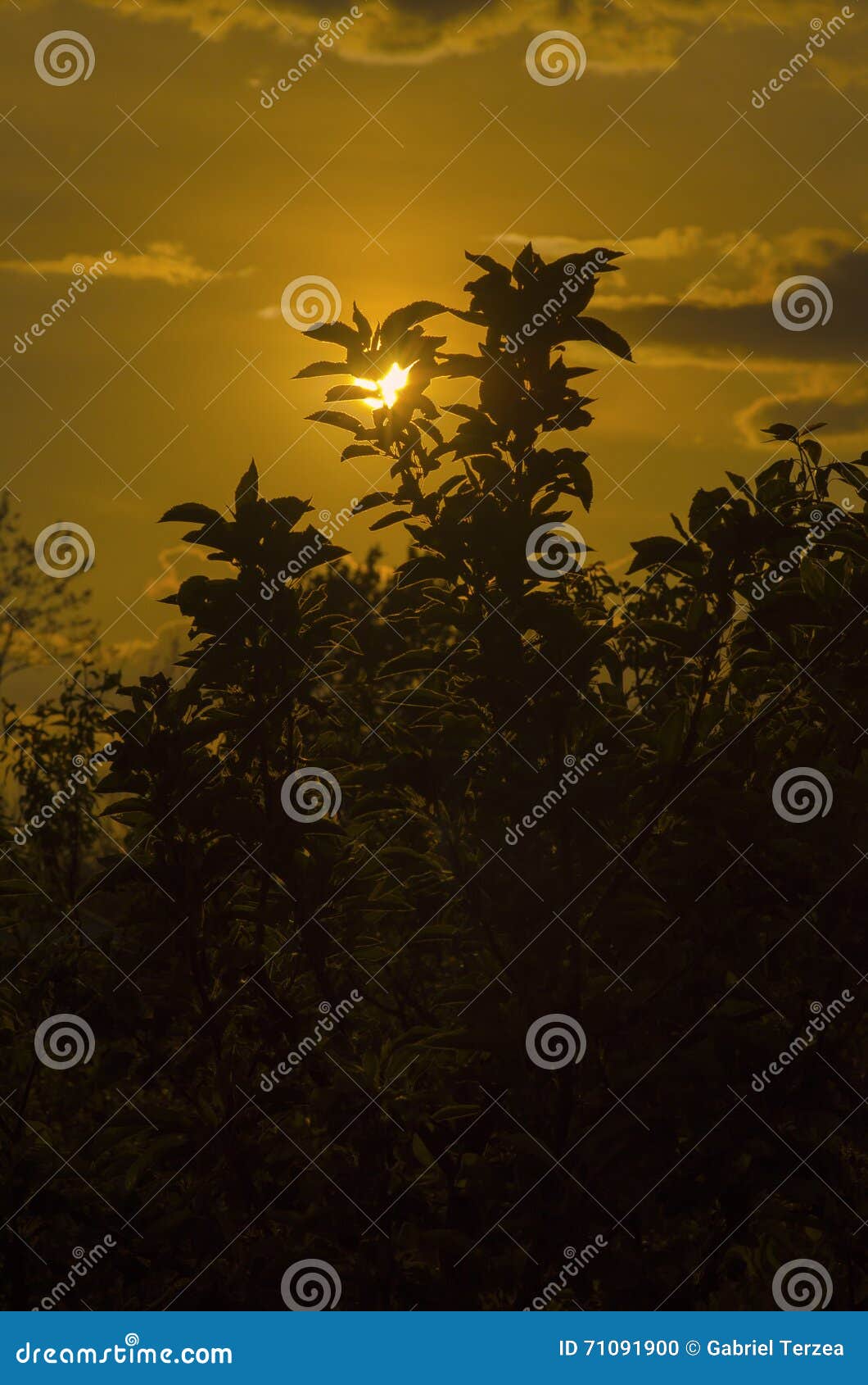 Sunset stock photo. Image of orange, flower, tree, plant - 71091900
