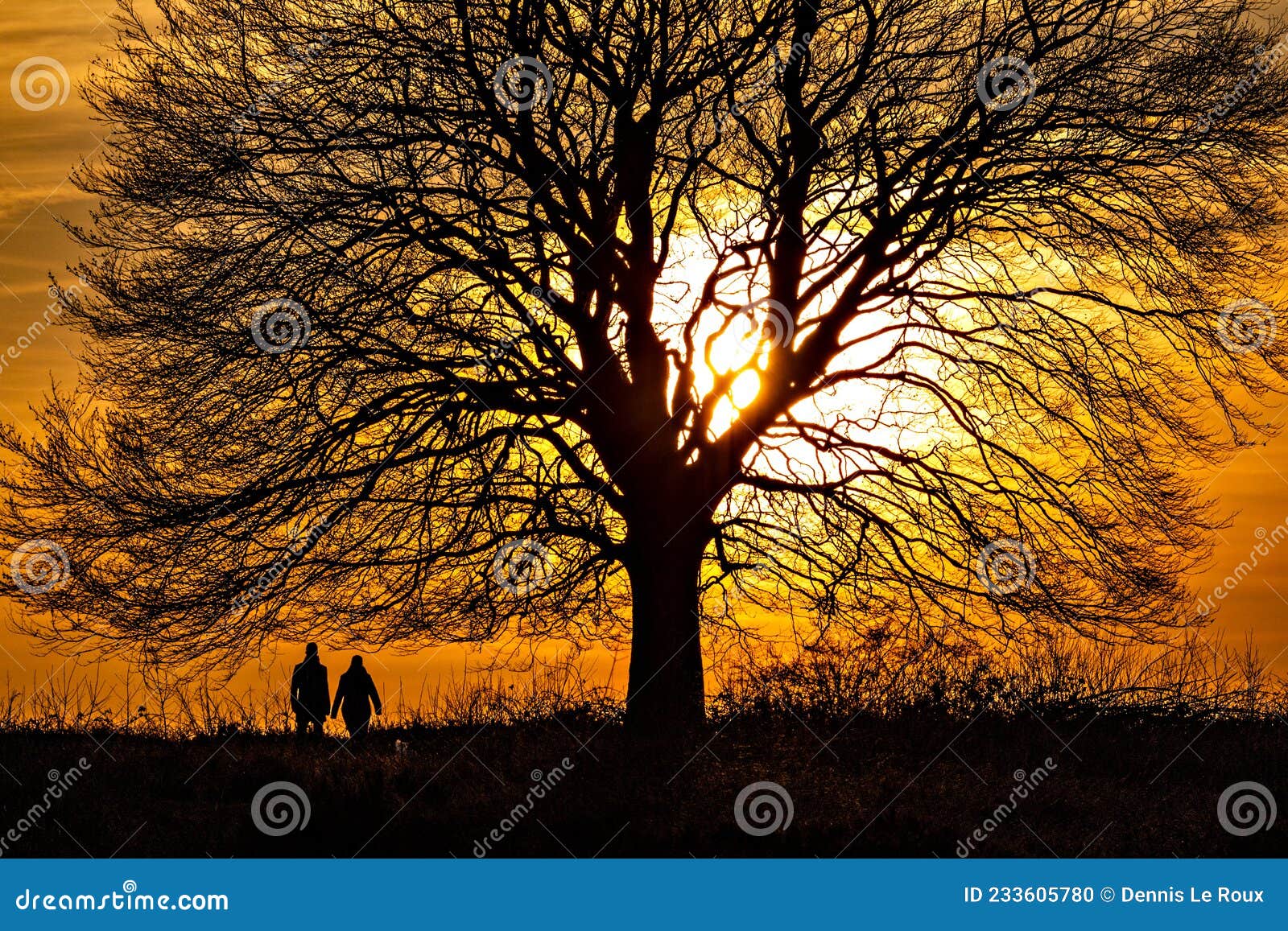 Sunset big tree and people stock photo. Image of nature - 233605780
