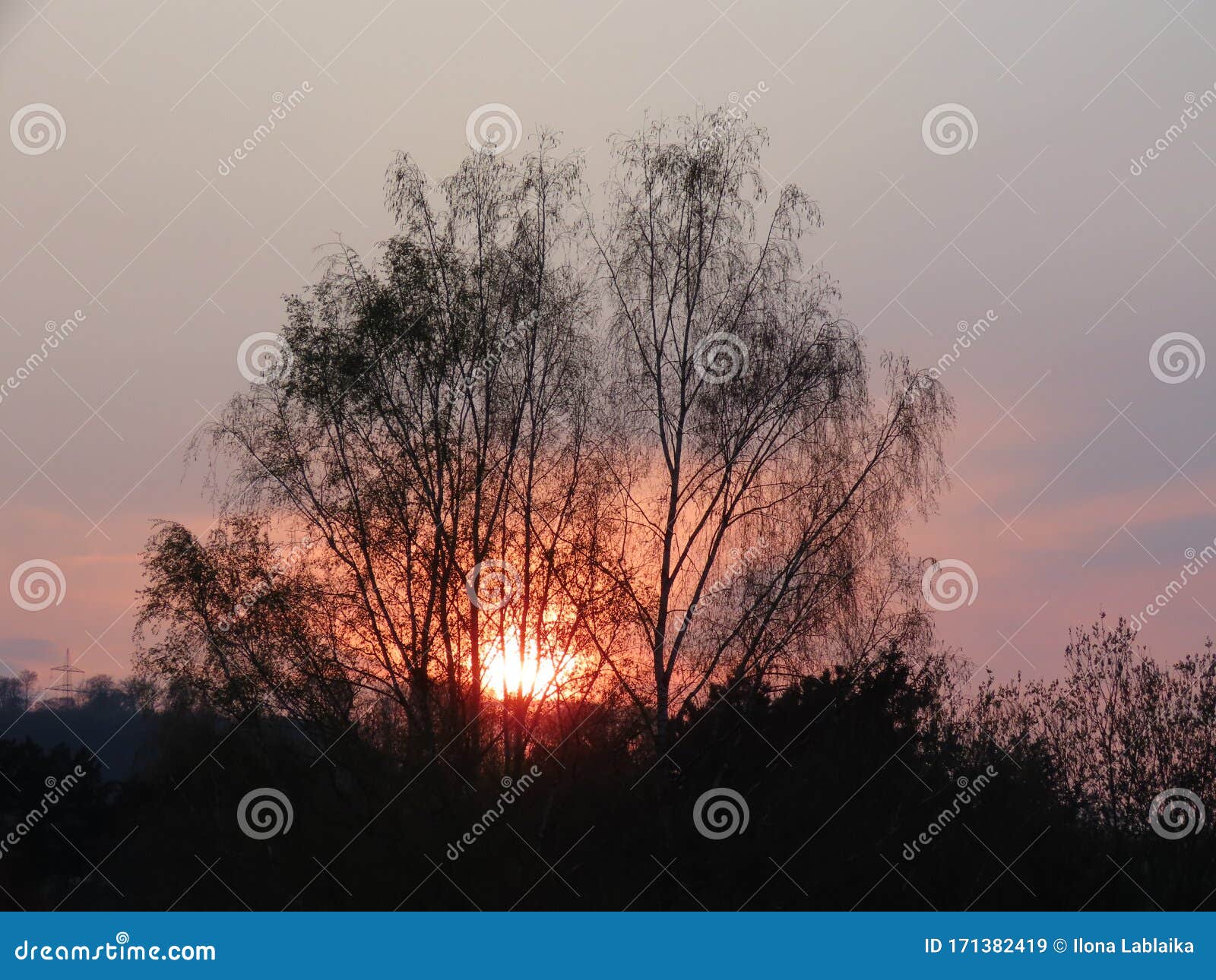 Sunset through Leafless Trees Stock Image - Image of spring, delicate ...