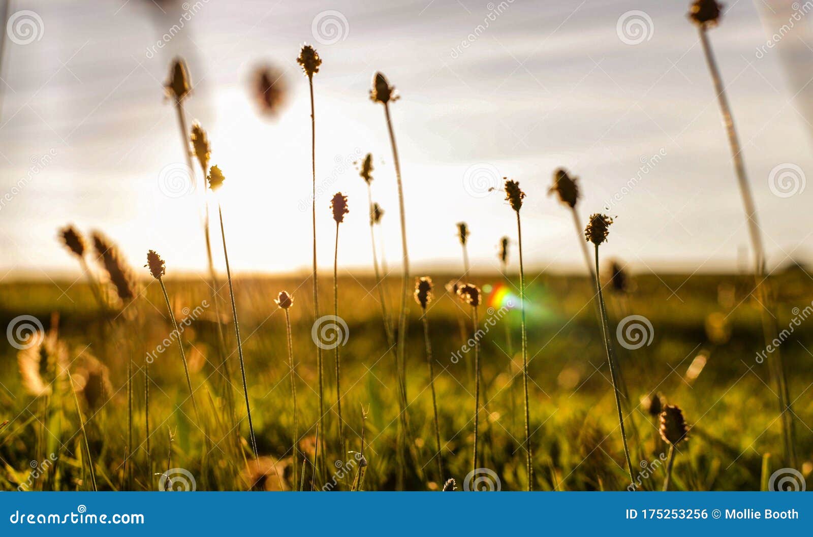Sunset with lens flare stock photo. Image of plants - 175253256