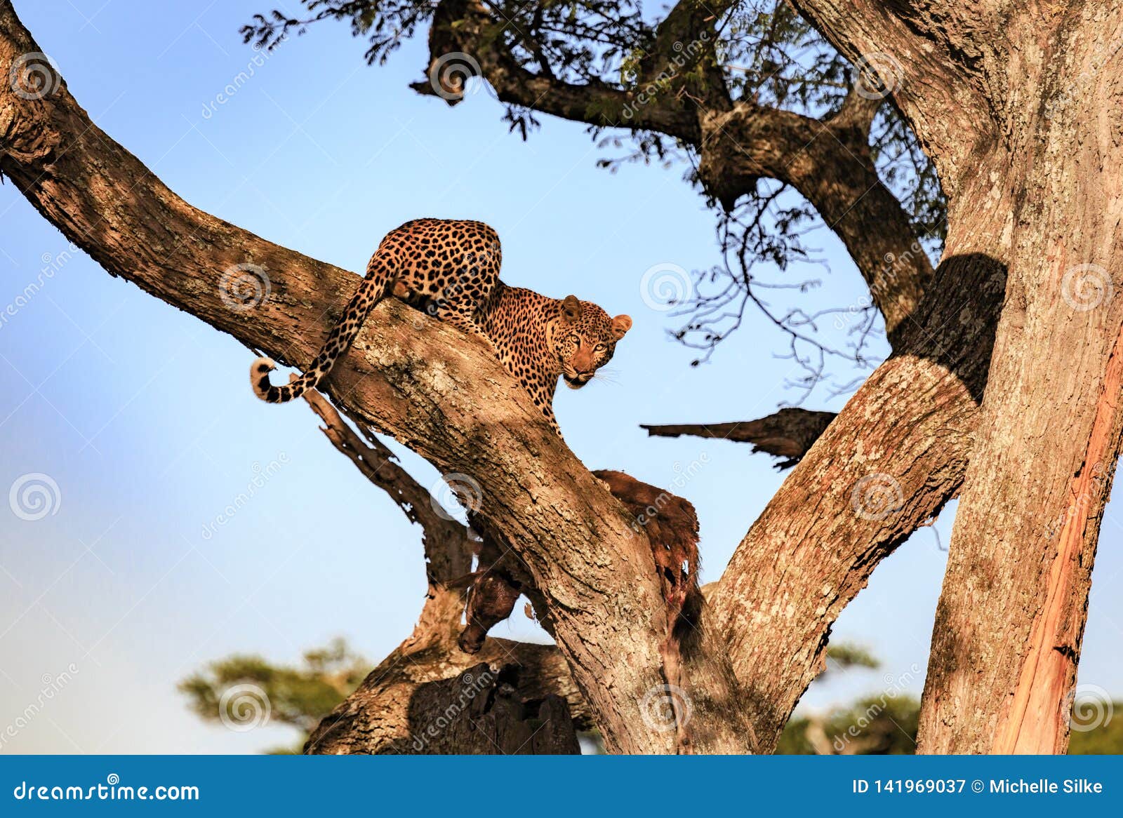 Leopard Eating Young Winderbeast in a Tree Stock Image - Image of ...