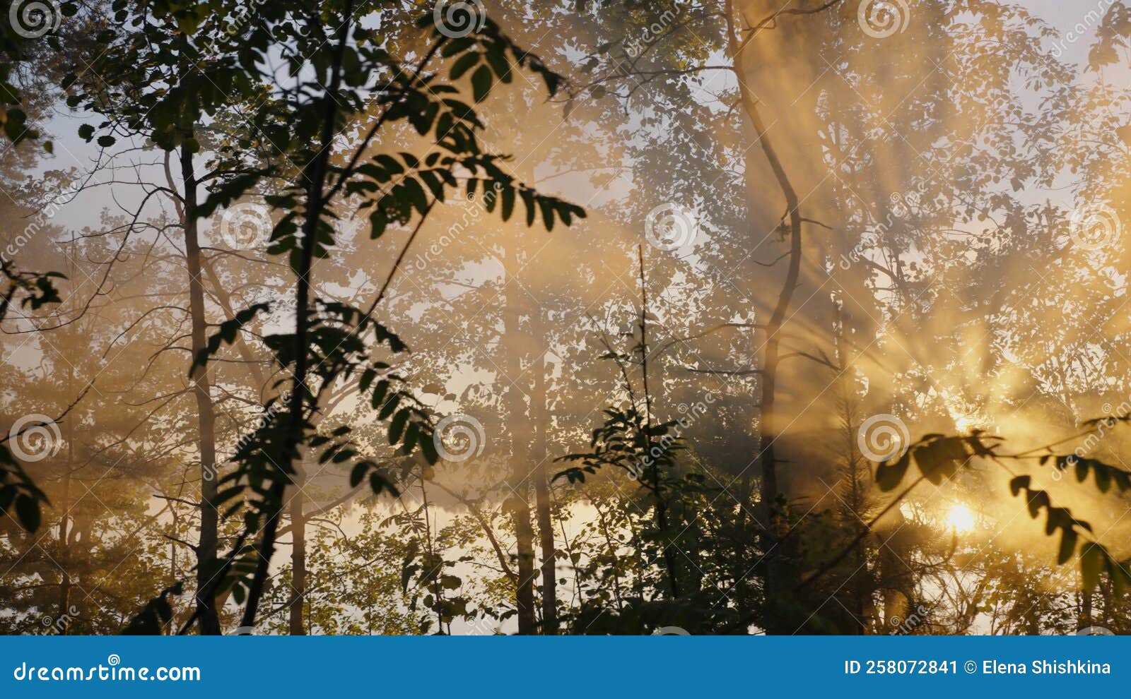 Sunset Light Breaks through Tree Branches Creating Fog Stock Image - Image of sunlight, forest ...