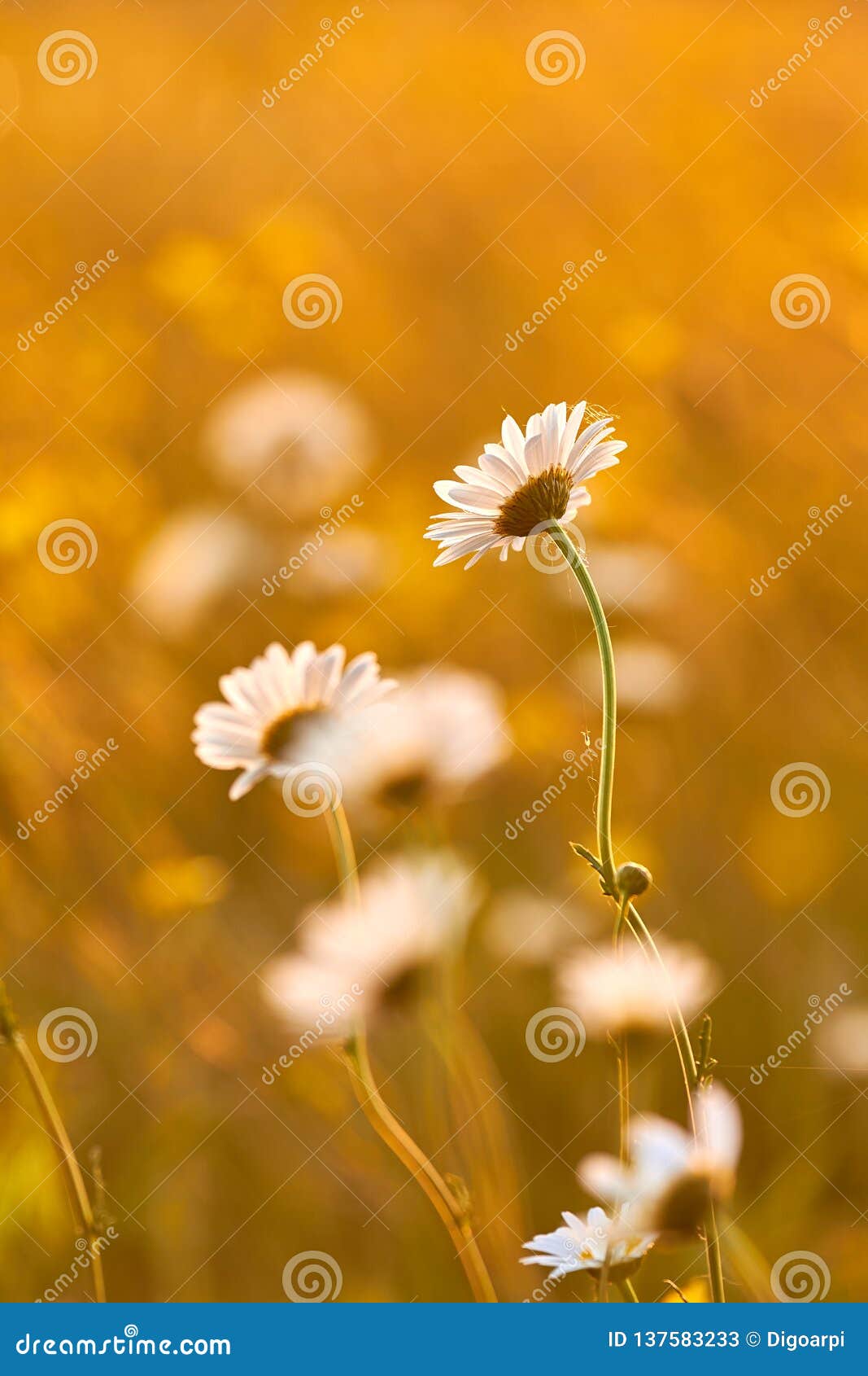Sunset Light on the Field with Daisy Flower Stock Image - Image of ...