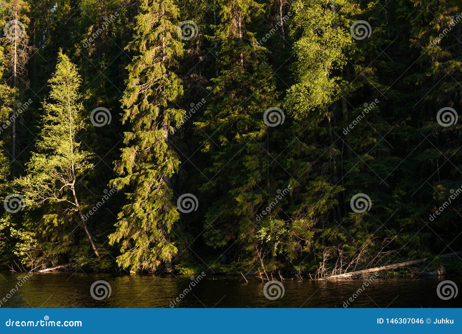 Sunset Light in Forest Lake Stock Photo - Image of finland, sunlight ...
