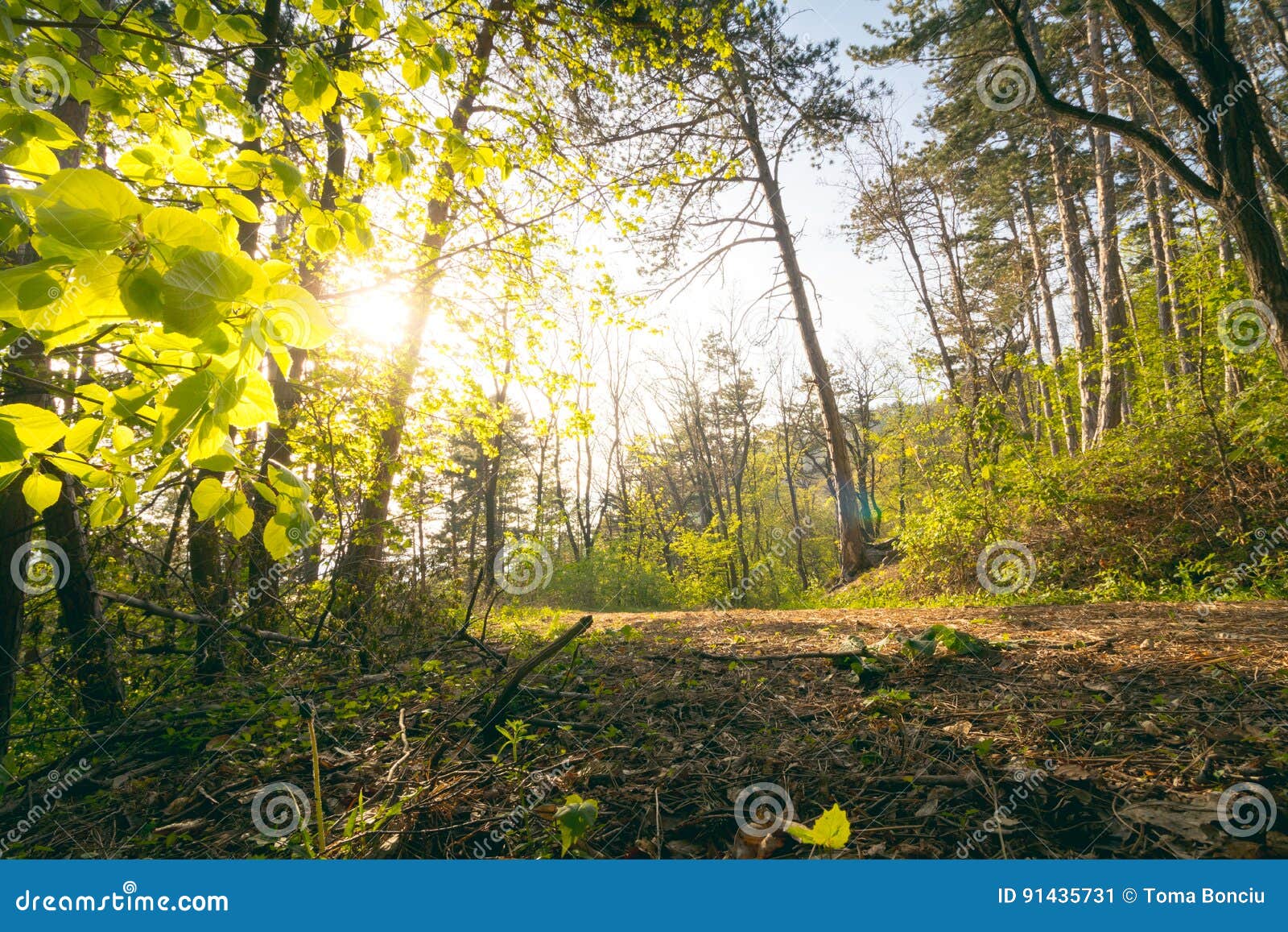 Sunset Light into Green Forest Stock Image - Image of july, light: 91435731