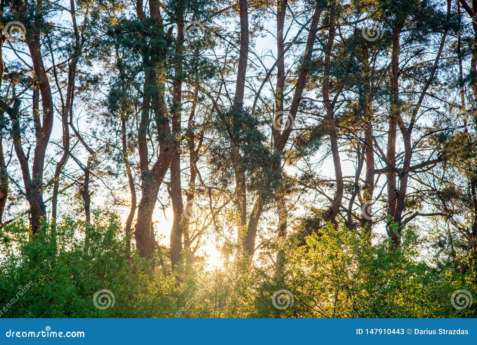 Sundown forest landscape stock image. Image of sunlight - 147910443