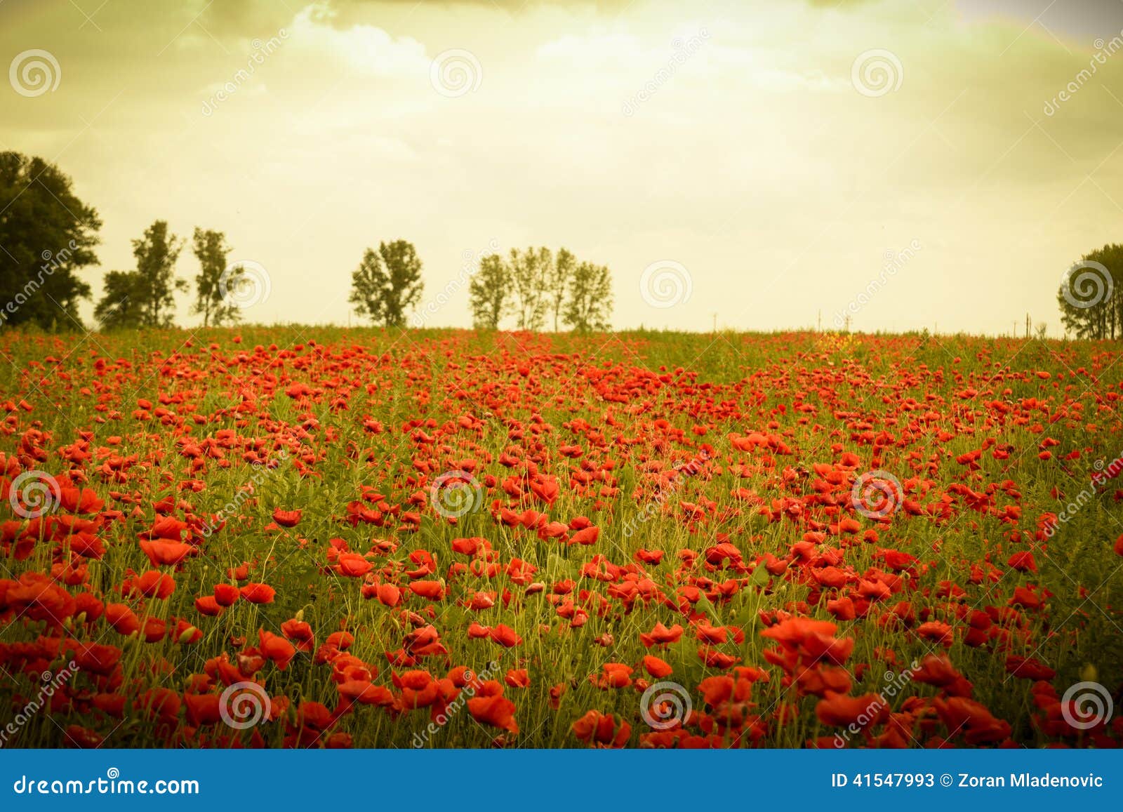 Sunset Light Over Red Flowers Field Stock Image - Image of delicate ...