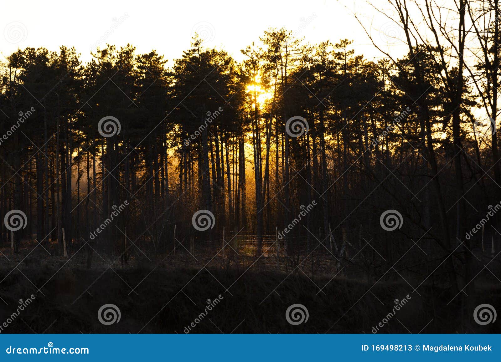 Sunset Ligth through Pine Forest Stock Image - Image of field, holiday ...
