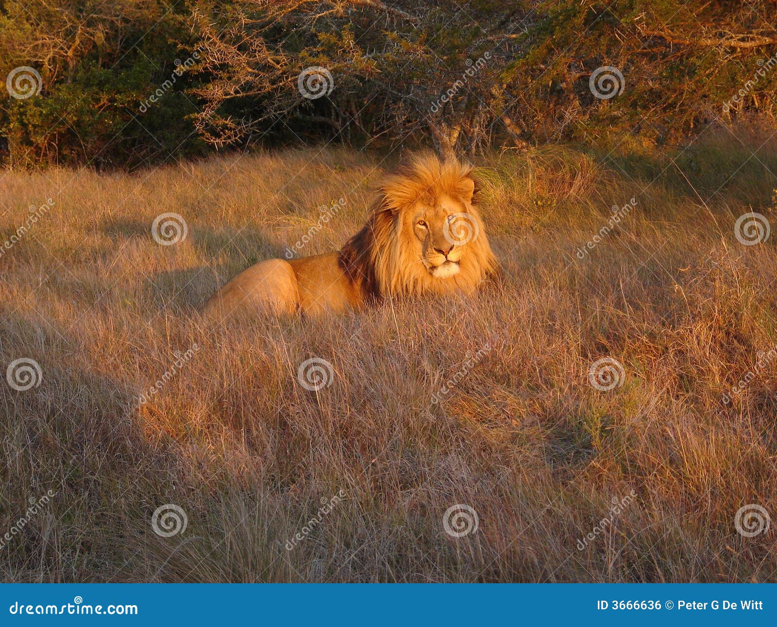 Sunset Lion stock photo. Image of sleepy, rest, resting - 3666636