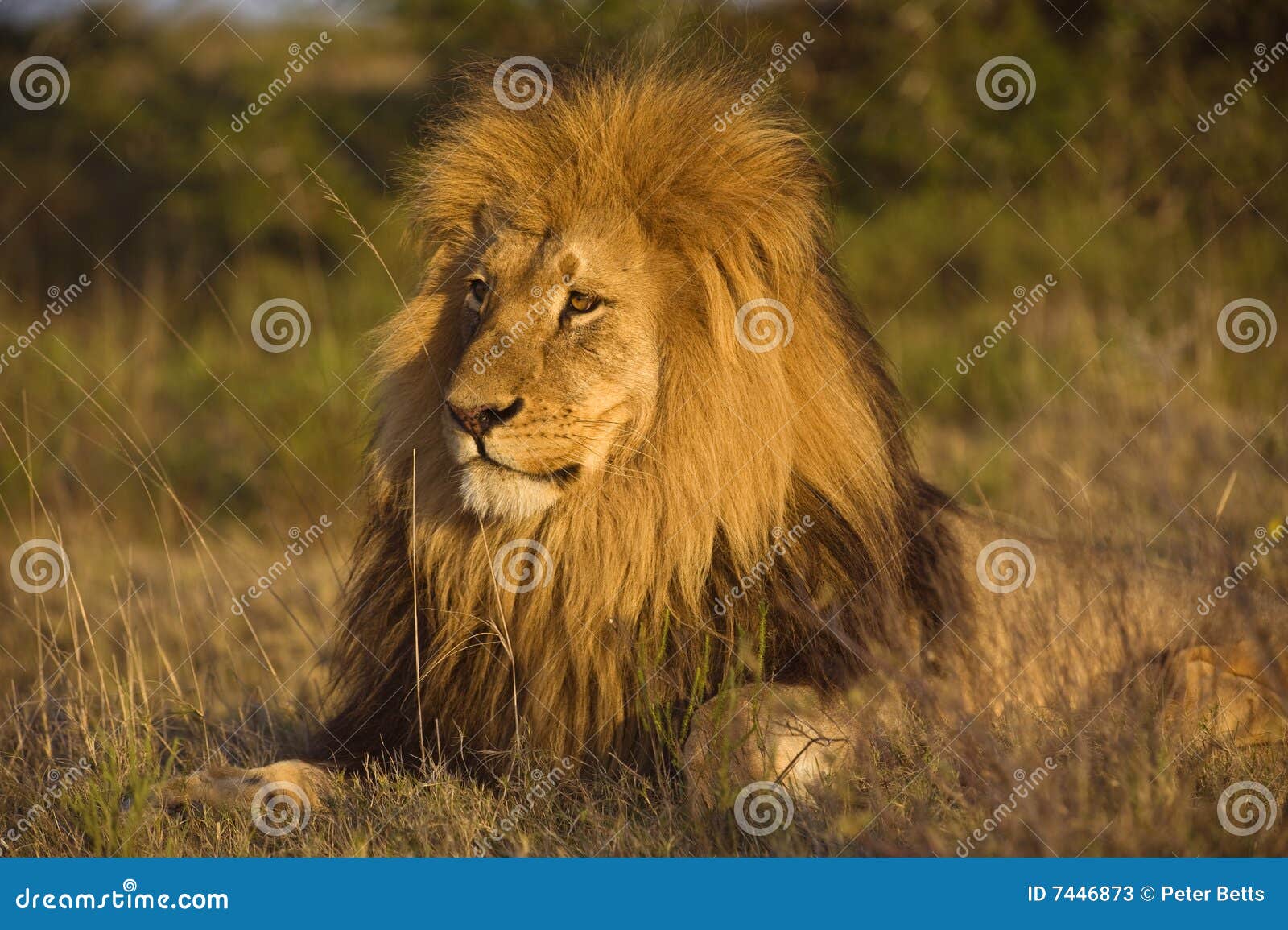 Sunset Lion stock image. Image of male, addo, conservation - 7446873