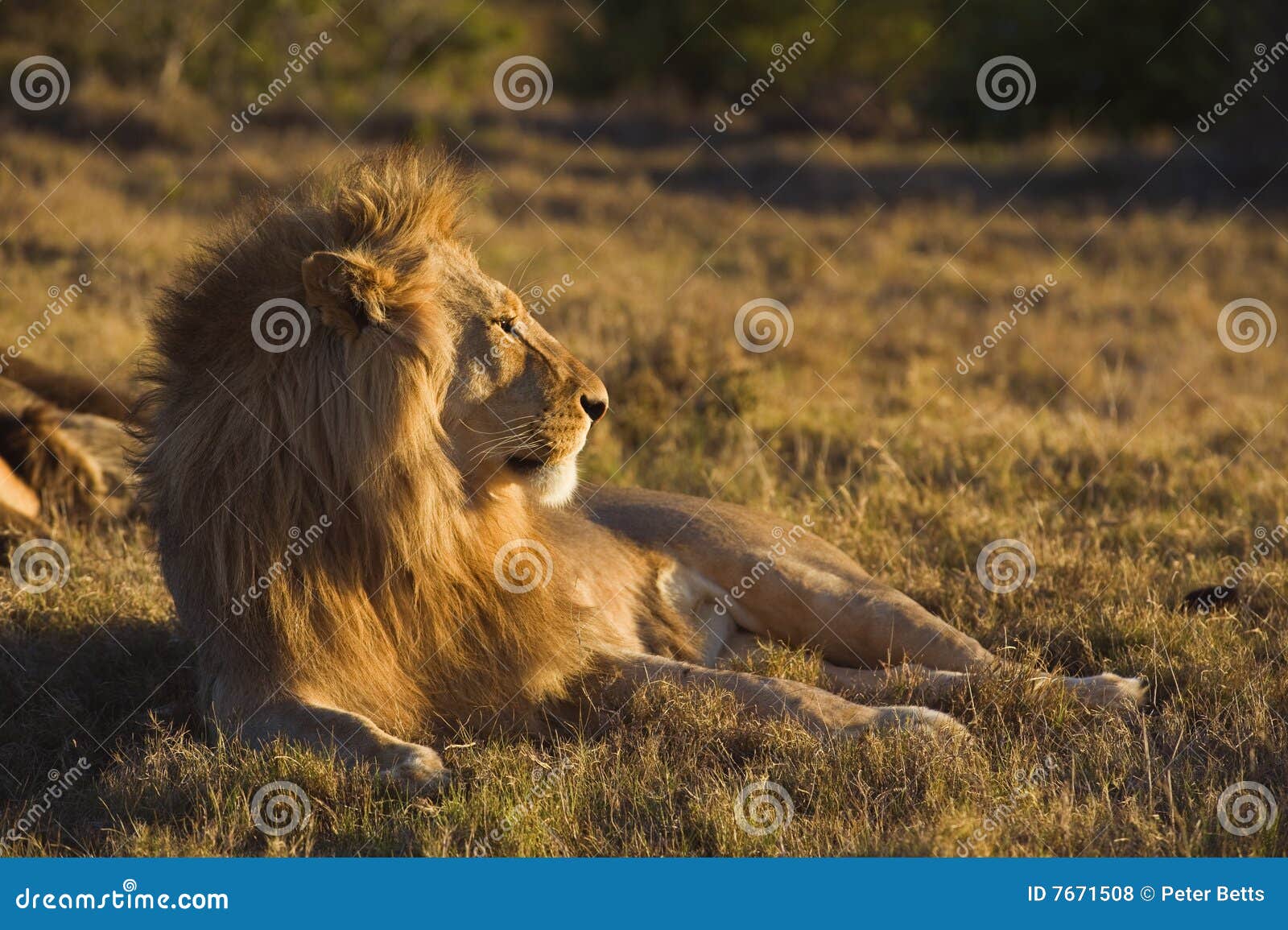 Sunset Lion stock photo. Image of male, africa, lanscape - 7671508
