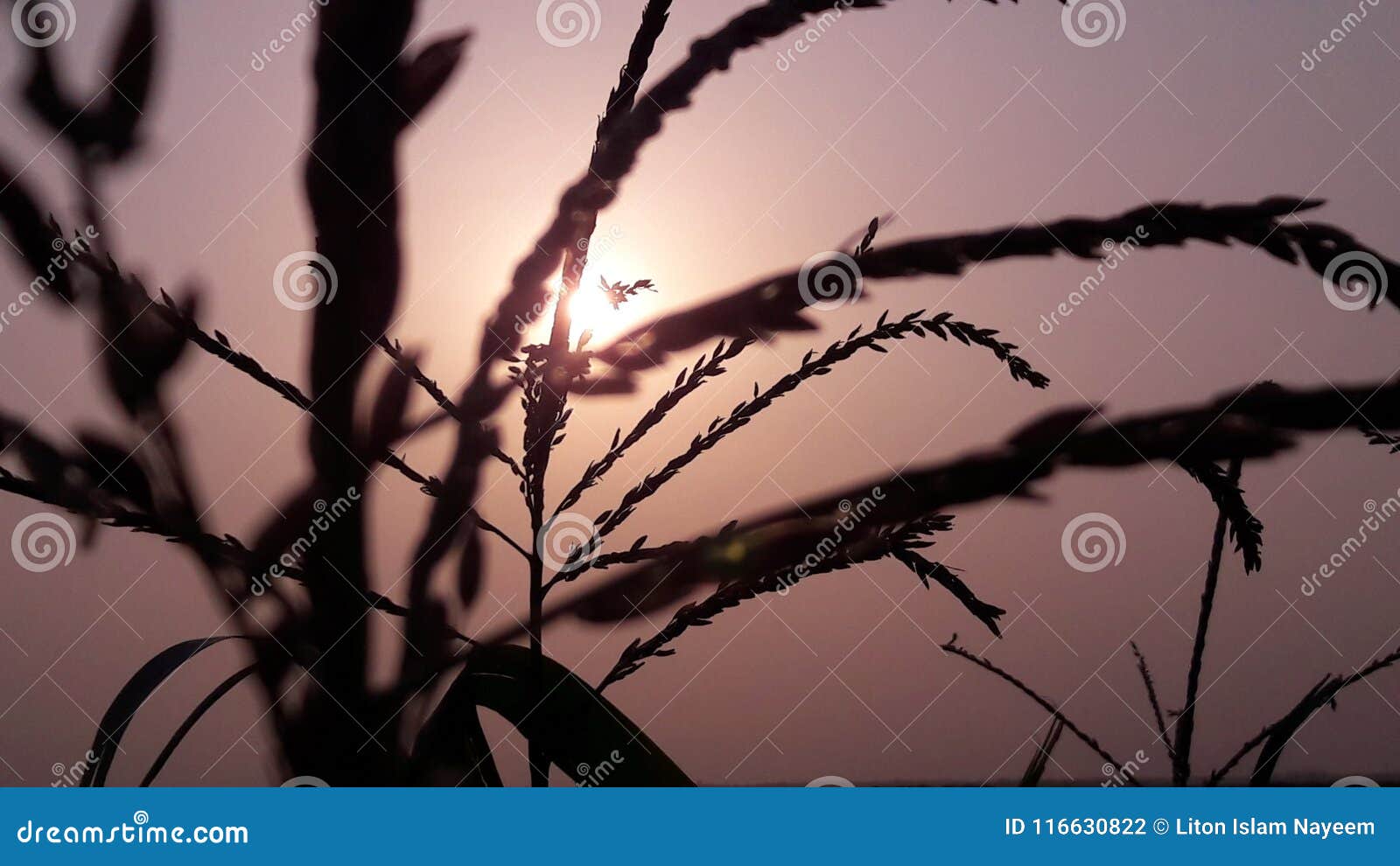 Sunset stock photo. Image of sunset, sunbehindtree, live - 116630822