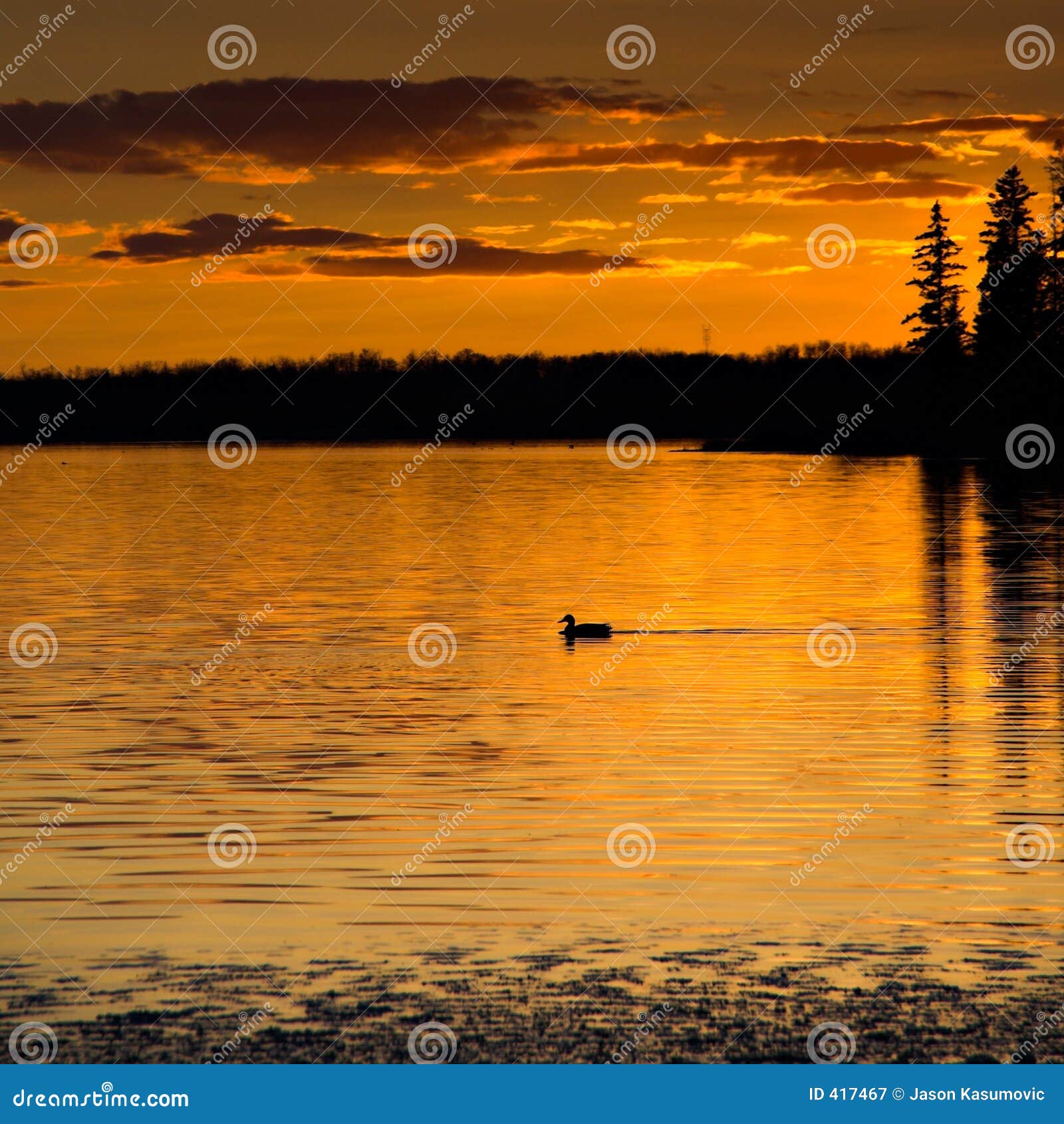 Sunset Loon stock image. Image of lake, canada, peaceful - 417467